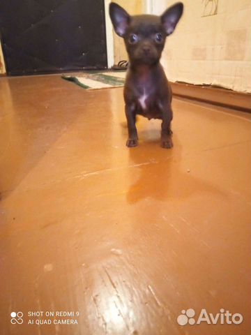 Щенки чихуахуа