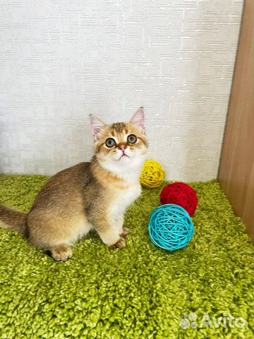 Шотландские котята