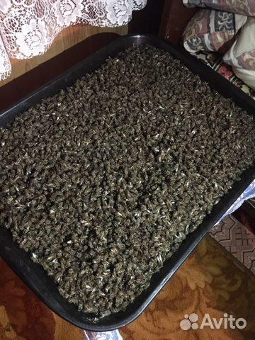 Пчелиный подмор сухой