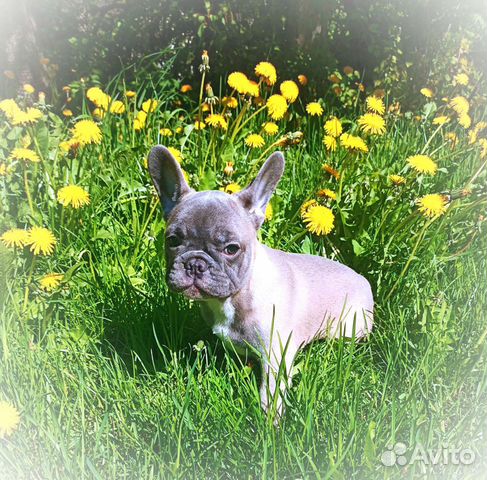 Французский бульдог голубой