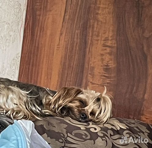 Йоркширский терьер