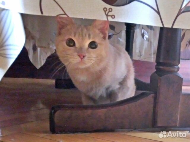 Кошка Лира в добрые руки