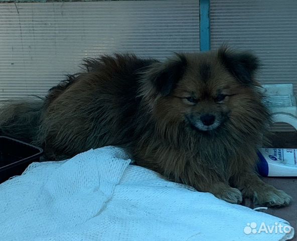 Шпиц Найдена собака