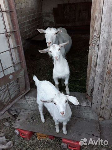 Коза дойная и козлята