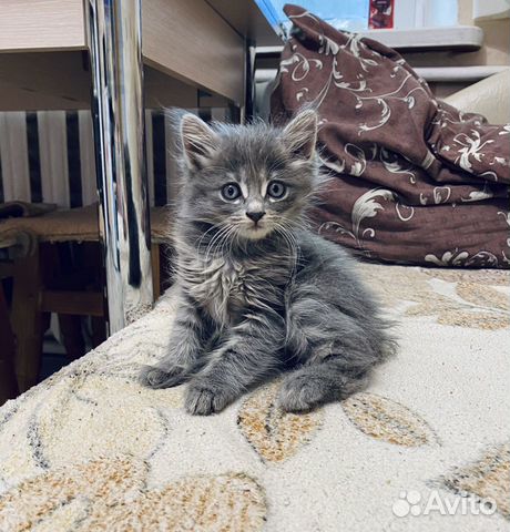 Кошка