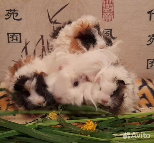 Морская свинка Лункария