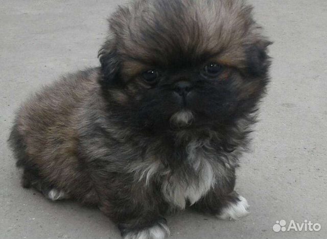 Пекинесы 2 мес