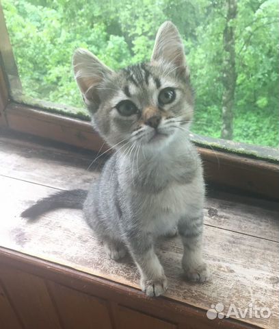 Котенок Мыша