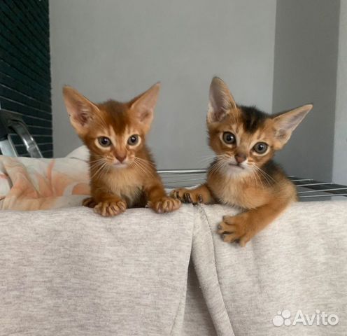 Абиссинская