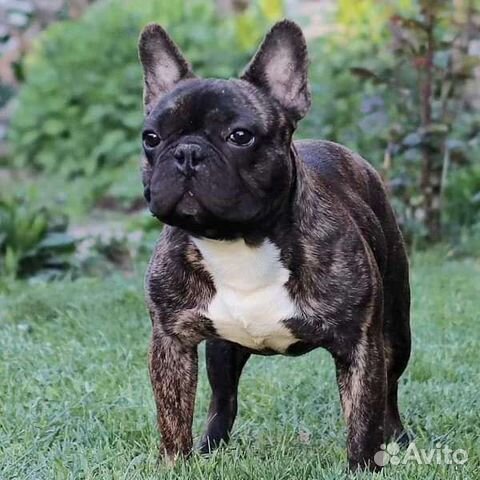 Французский бульдог щенки питомник