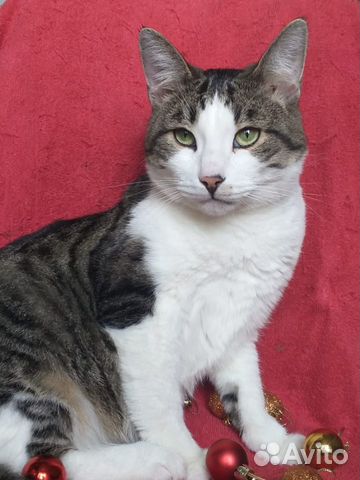 Спасите Котика Тёмочку