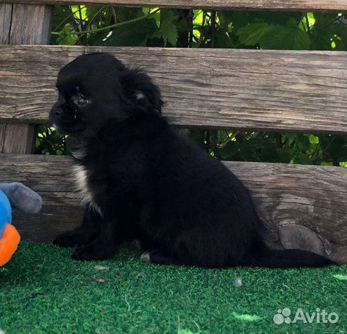 Малыши Чихуашки