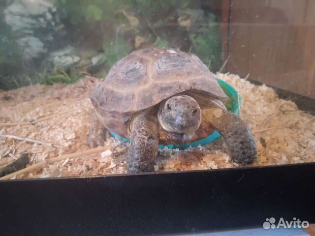Черепаха сухопутная