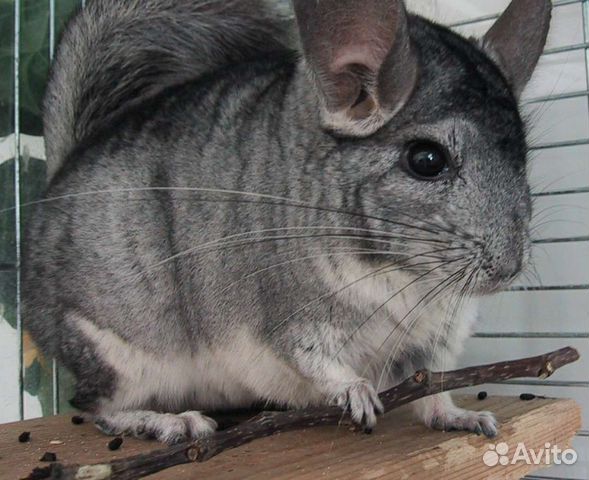 Британская шиншилла