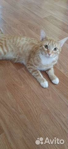 Котик кастрированный