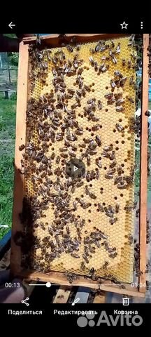 Продаю пчел,маток,мед