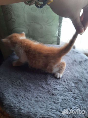 Котята
