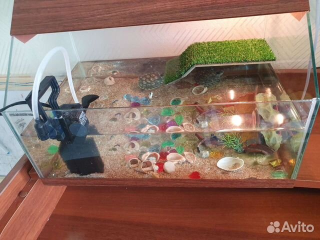 Аквариум черепашник с черепахами