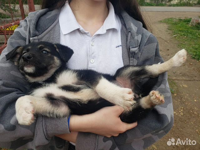 Маленькие клопики щенки в дар 1 мес