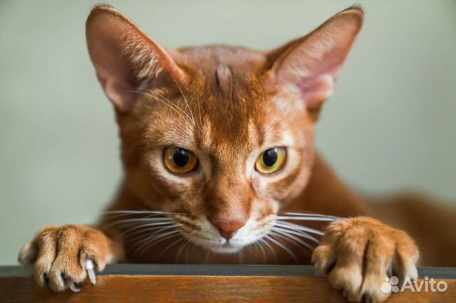 Абиссинский кот