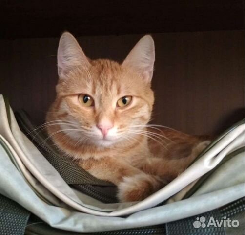 Кошечка Тыковка., 1 год