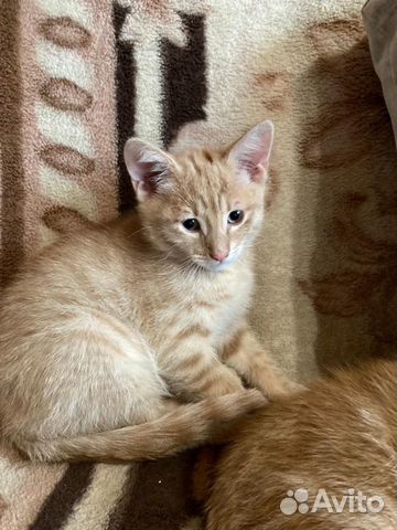 Отдадим котенка в добрые руки