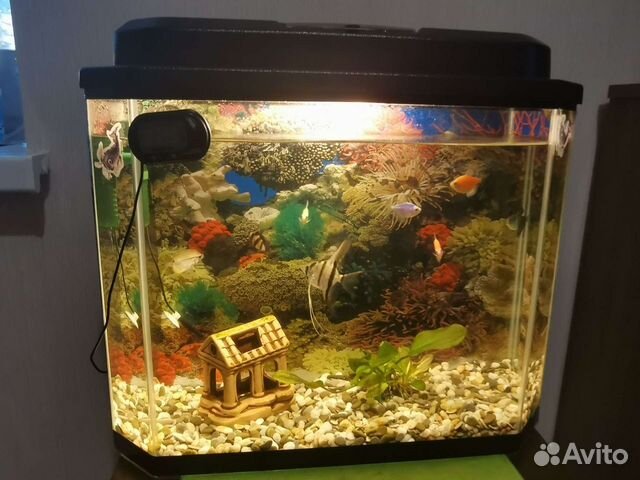Аквариум и рыбки