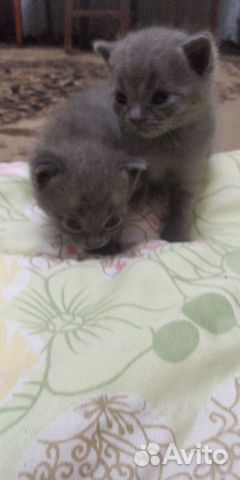 Кошка в дар бесплатно