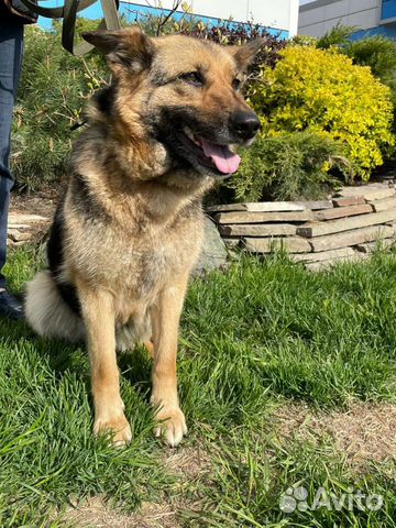 Очень нужен дом собаке