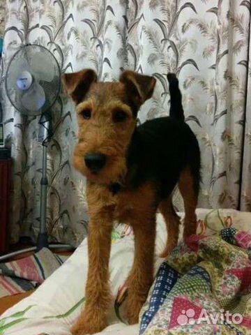 Вельштерьер