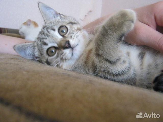 Красивые котята
