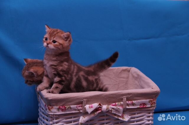 Котенок шоколадно золотые мраморные с документами