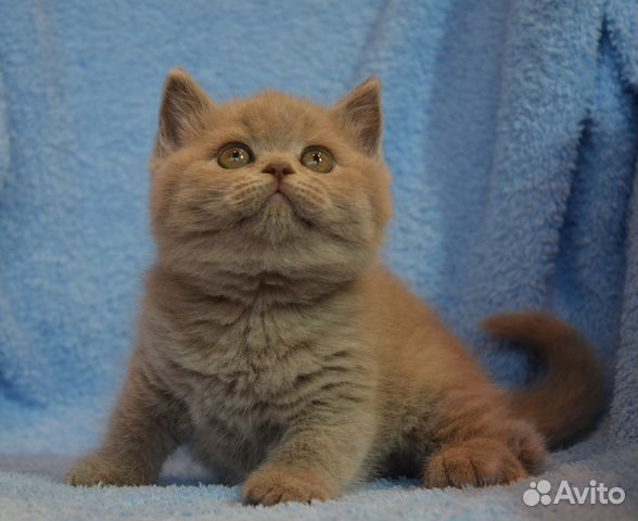 Плюшевая мордашка