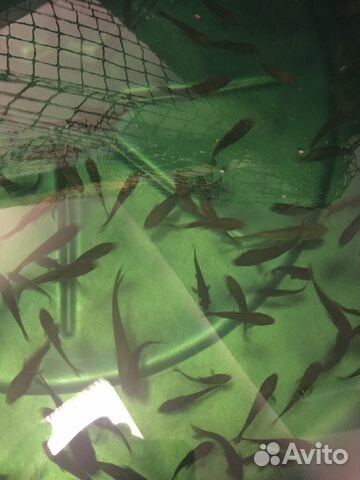 Карпы для пруда