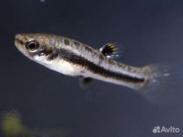 Формоза(живородящая рыбка)