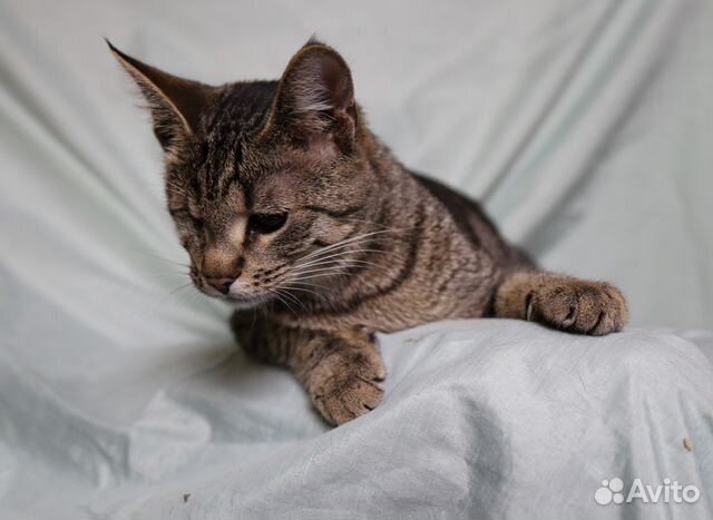 Барышня Шпрота- кошка, которая не видит плохого