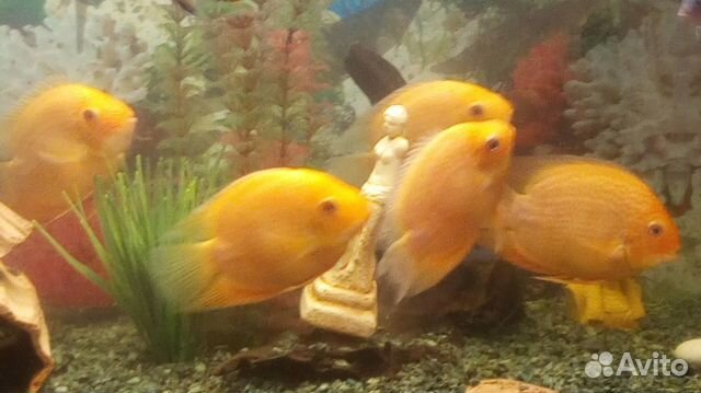 Цихлазома северум или ложный дискус