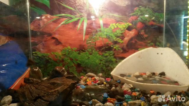 Квакша австралийская (литория)