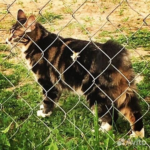 Кошечка курильского бобтейла