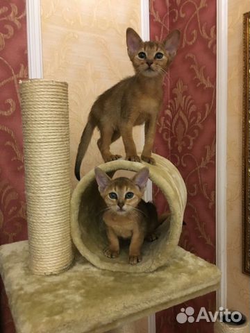 Принцесса Будур и принц Бониар