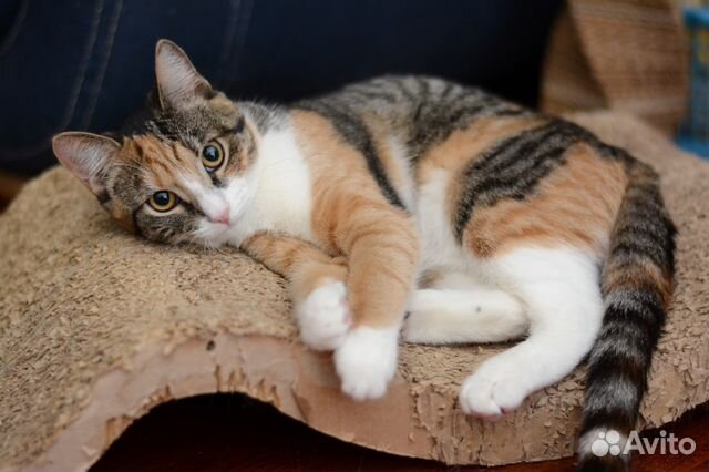 Милая трехцветочка в добрые руки