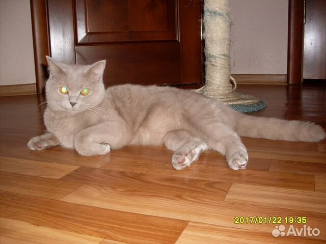 Лиловы британцы британские котята