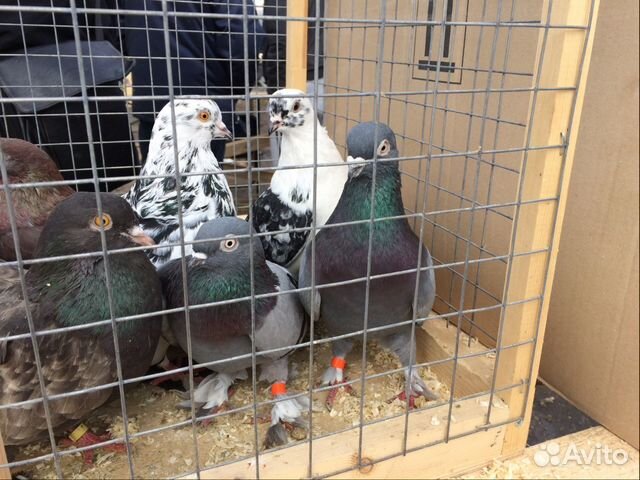 Бабочки Курске и крымские голуби