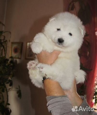 Красавец Мужчина