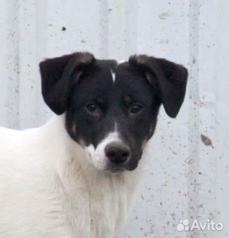 Милая ласковая молодая собака Тутти в добрые руки