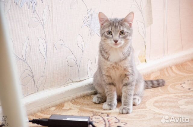 Котенок Сева, отдам в добрые руки