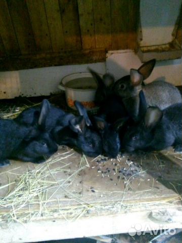 Сельхоз животные