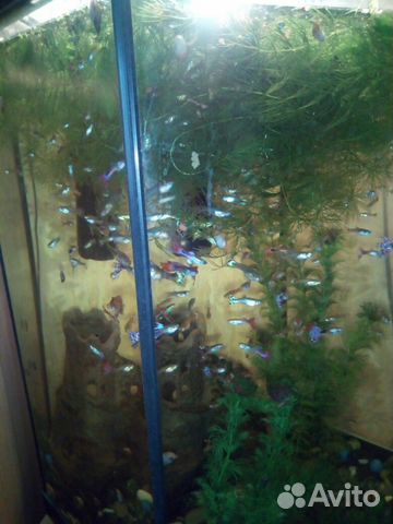 Гуппи.Улитки и водоросли в подарок