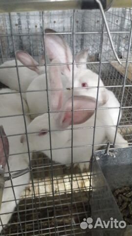 Кролики породы Хиплус (Hyplus)