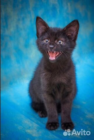 Котенок Блэк в добрые руки